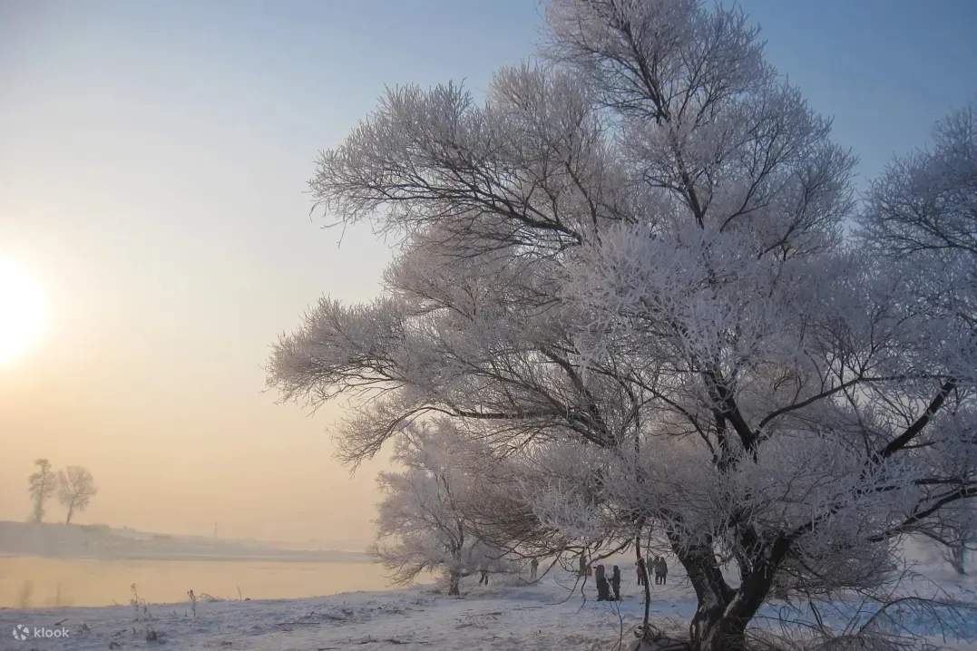 [Ice and Snow Dream Panoramic Northeast] Harbin 9 Days 8 Nights丨Skiing ...