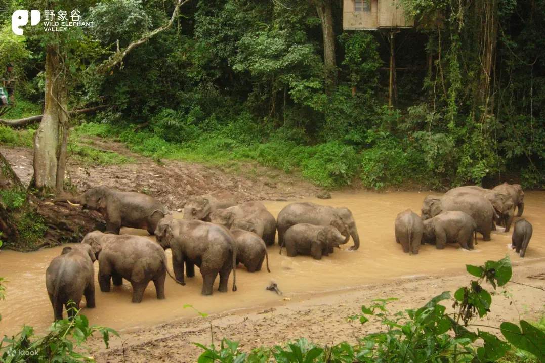 Yunnan Fun Banna 5 Days (Wild Elephant Valley + Chinese Academy of ...