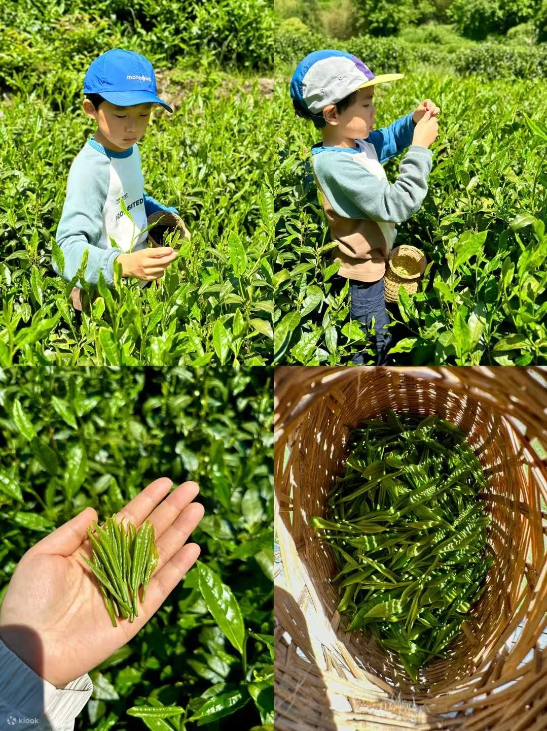 Shanghai to Hangzhou High-speed Rail One-Day Tour Independent Group ...