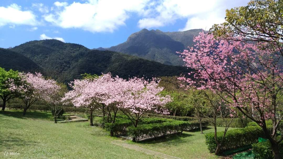 Sakura Spring Picnic at Tien Lai Resort & Spa in Taipei - Klook