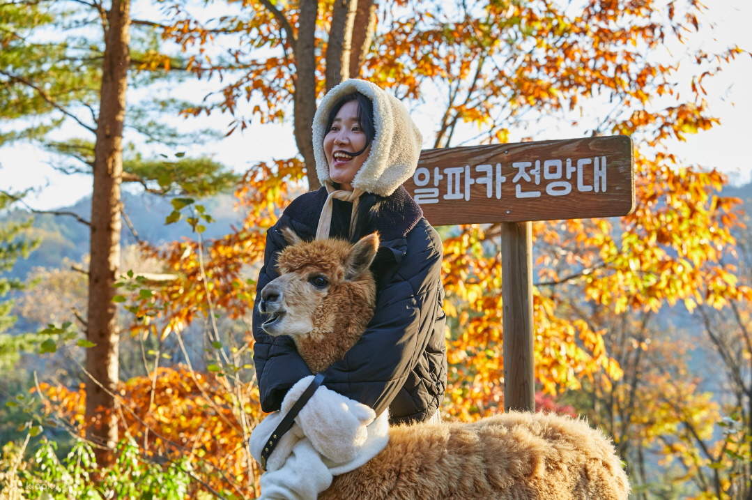 Alpaca World Ticket in Hongcheon, Gangwon-do - Klook Singapore