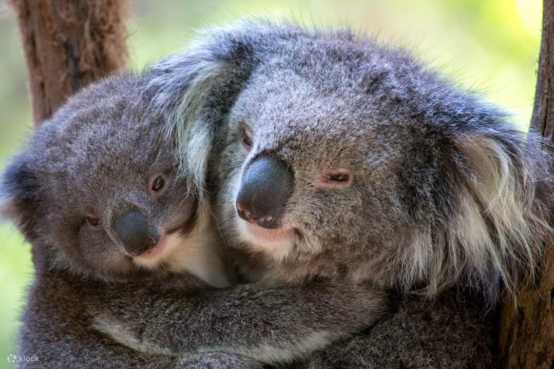 Healesville Sanctuary Koala Close-Up Encounter termasuk Akses Masuk ...