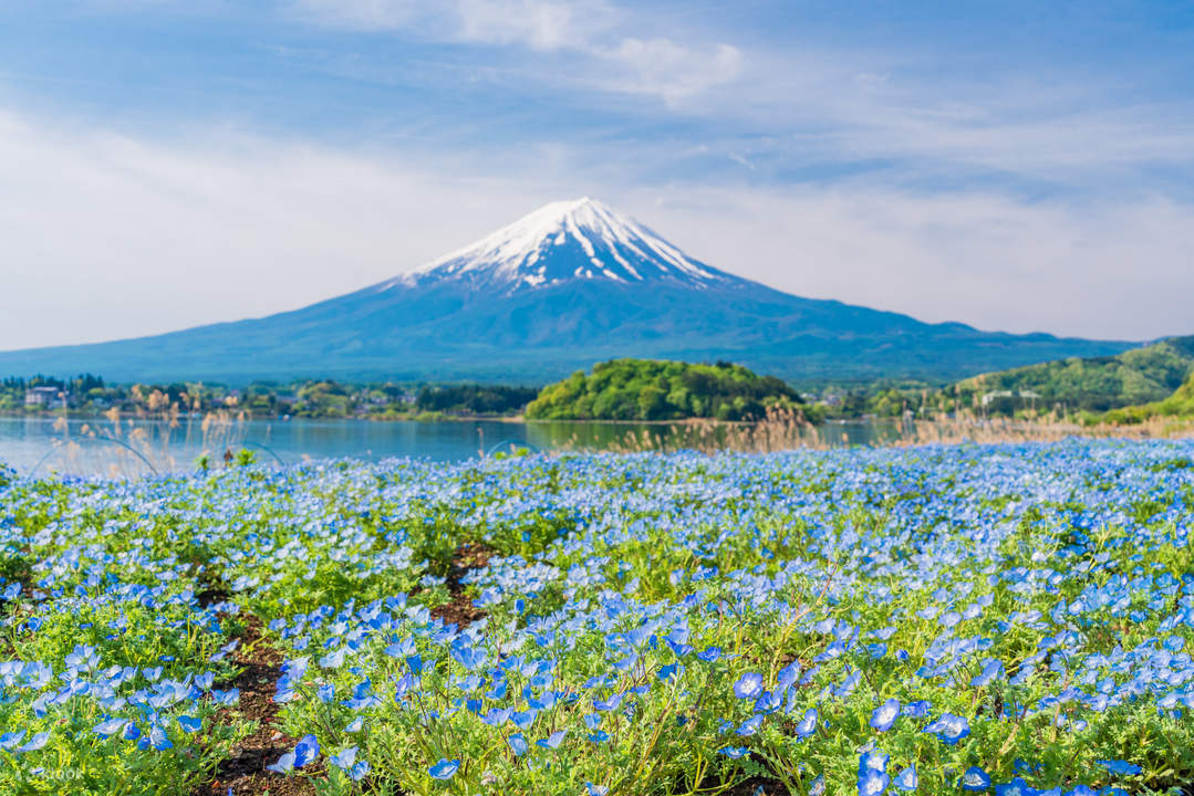 Mount Fuji Day Trip: Arakurayama Sengen Park & Oshino Hakkai & Saiko ...