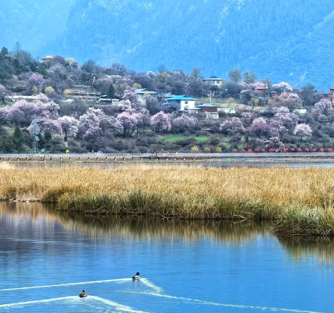 Nyingchi Peach Blossom Luxury 6 Days (Nangabawa Sunshine Golden ...