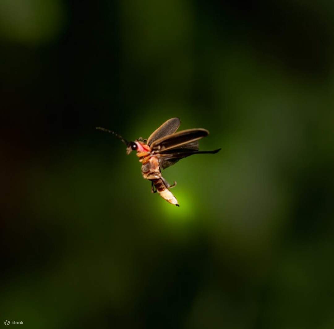 Bintan Mangrove atau Fireflies Tour - Klook Indonesia