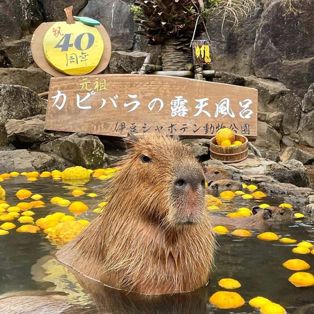 Atami Plum Garden & Izu Cactus Animal Park & Mount Omuro One Day Tour ...