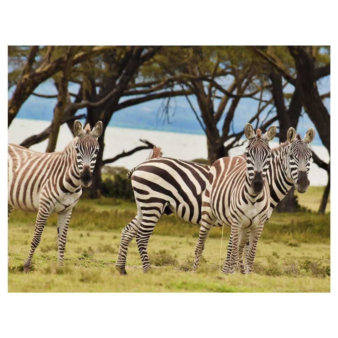 Experience the Spectacular 4 Day Maasai Mara and Lake Nakuru National ...