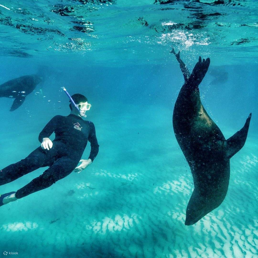 Dolphin, Seal Swim and Sightseeing Experience in Port Phillip Bay - Klook