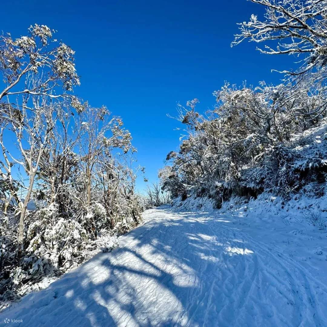 Private Mount Buller Snow & Ski Tour in Melbourne - Klook Australia