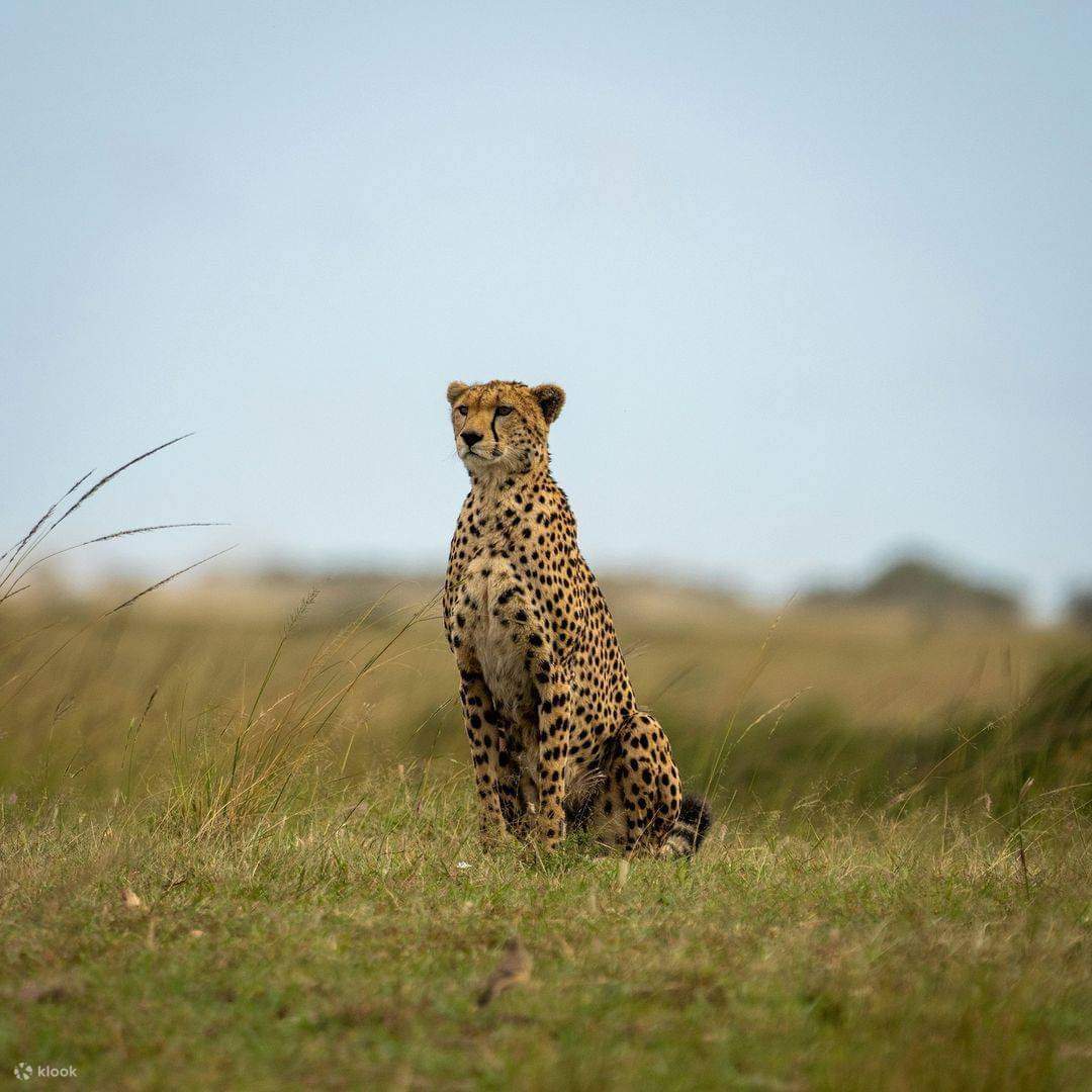 Explore Kenya's Top Parks on a 7-Day Budget Safari – Group Tour - Klook ...