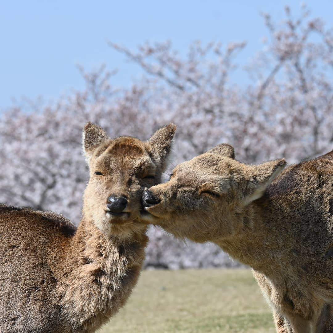 Uji Byodoin Temple & Nara Park & Todai-ji Temple Autumn Viewing Day ...
