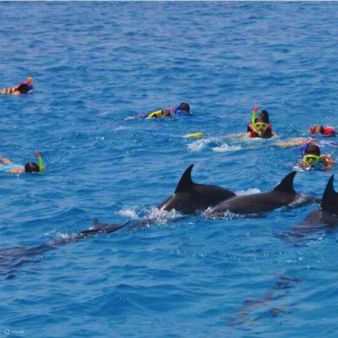 Dolphin House Hurghada Full-Day Tour with lunch and water games - Klook ...