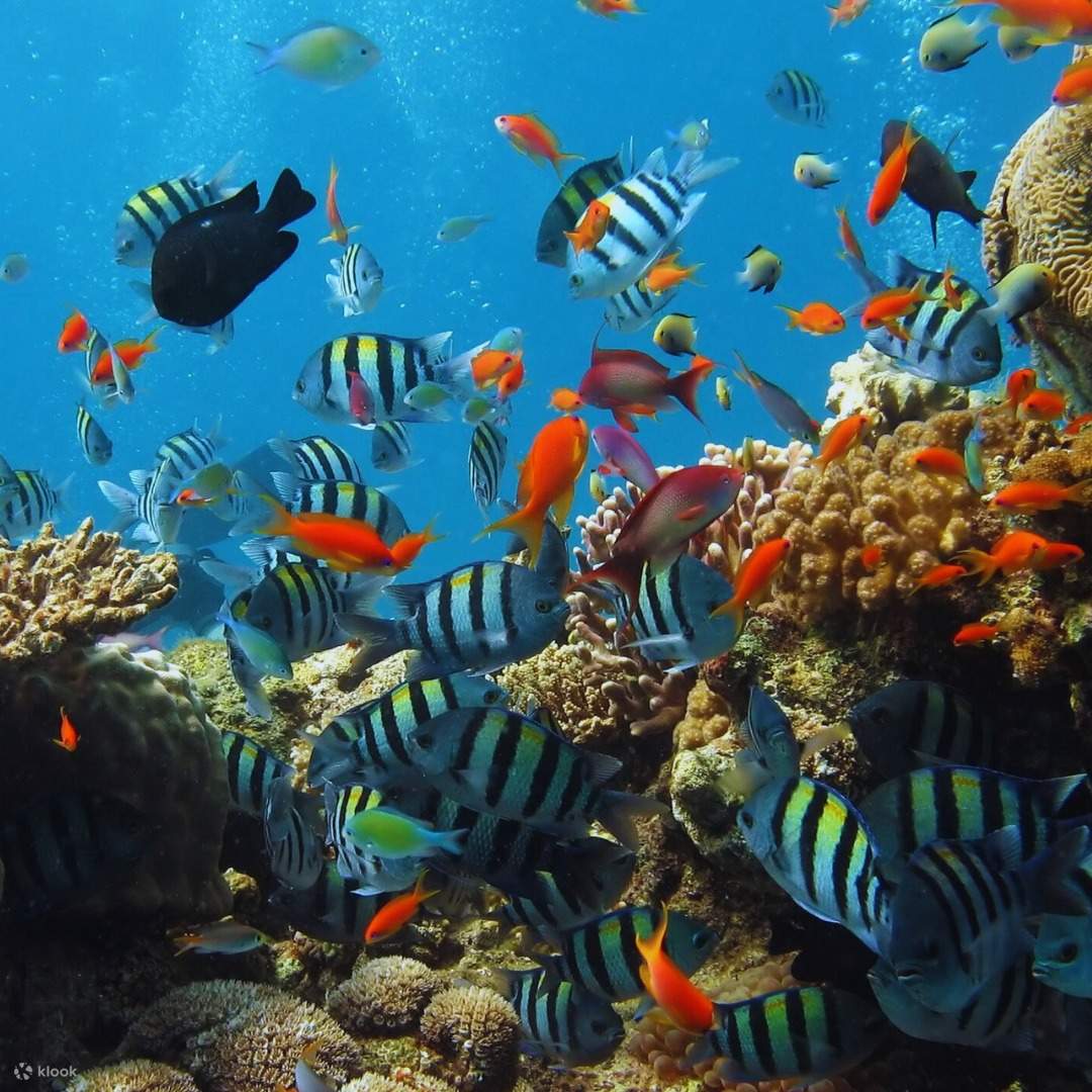 Dolphin House Hurghada Full-Day Tour with lunch and water games - Klook ...