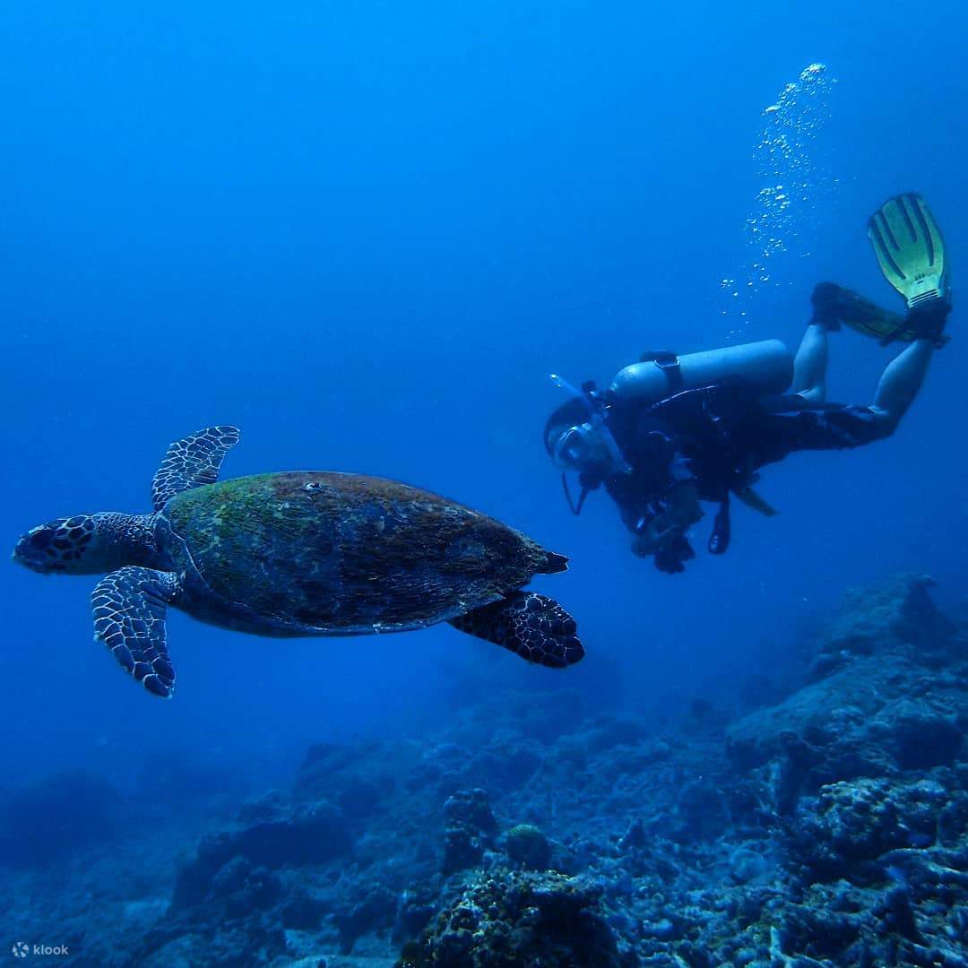 3D2N Coral View Island Resort Full Board dengan Snorkeling & Kapal ...
