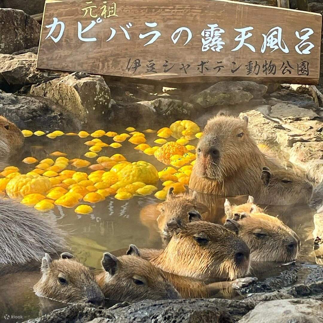 Atami Plum Garden & Izu Cactus Animal Park & Mount Omuro One Day Tour ...