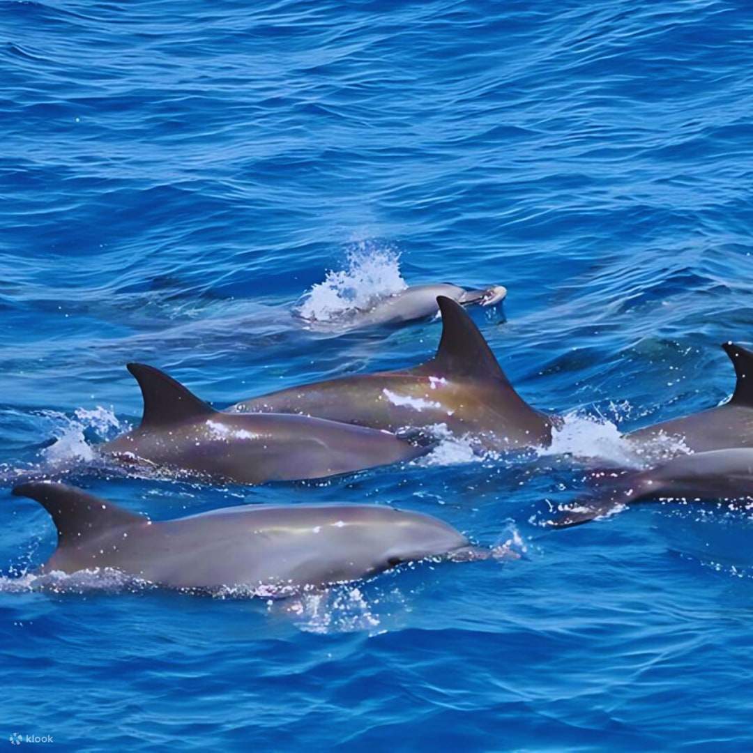 Dolphin House Hurghada Full-Day Tour with lunch and water games - Klook ...