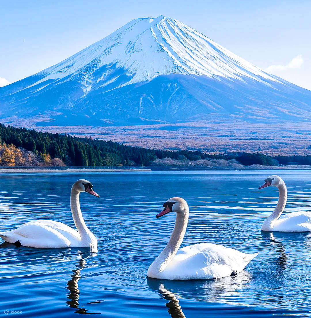 Mount Fuji Popular Amphibious Bus Day Trip｜Lake Yamanaka KABA BUS/Swan ...