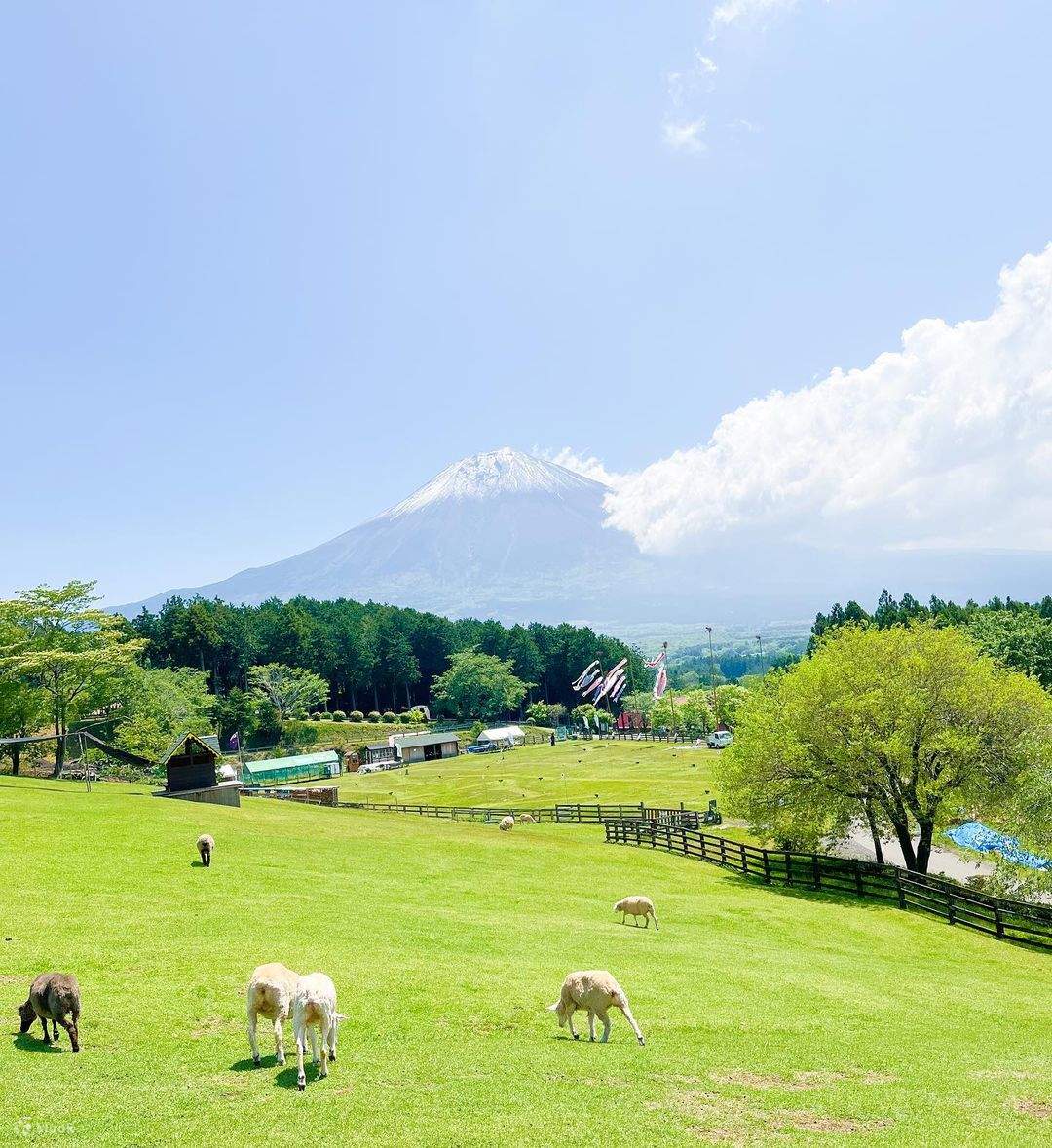 Mount Fuji Family-friendly One-Day Tour: Oishi Park, Lawson Convenience ...