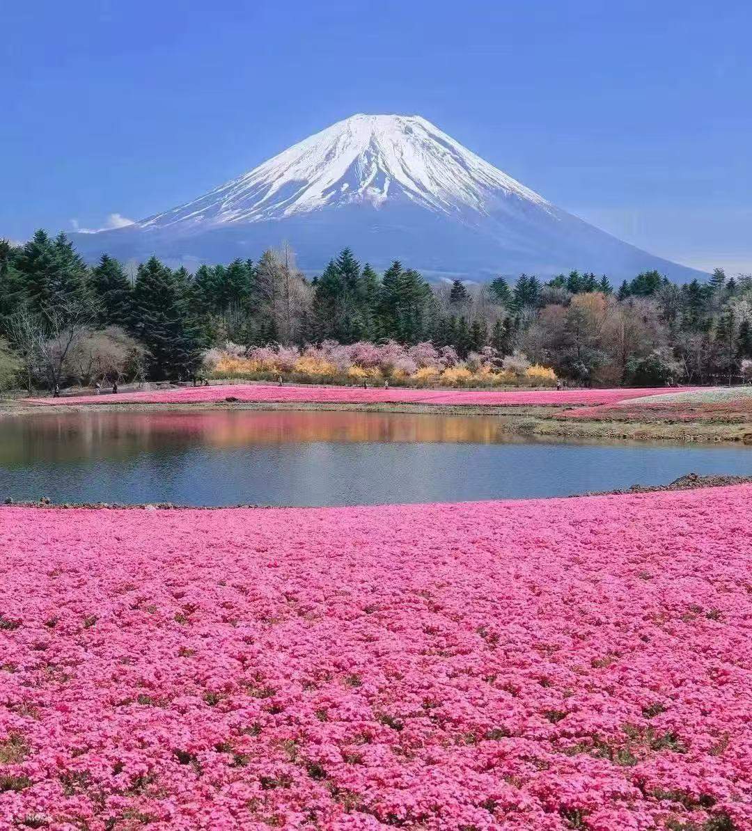 Tour 2 ngày, Thuê xe hơi Tokyo có tài xế - Klook Việt Nam