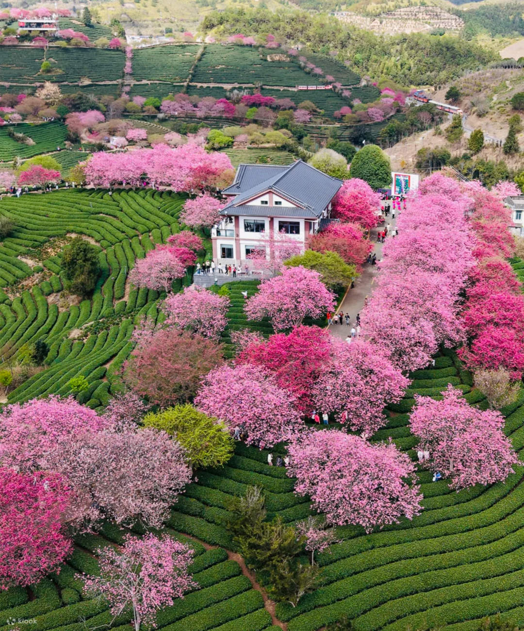Yongfu Cherry Blossom & Zhuangyuan Building Scenic Area Chartered Car ...