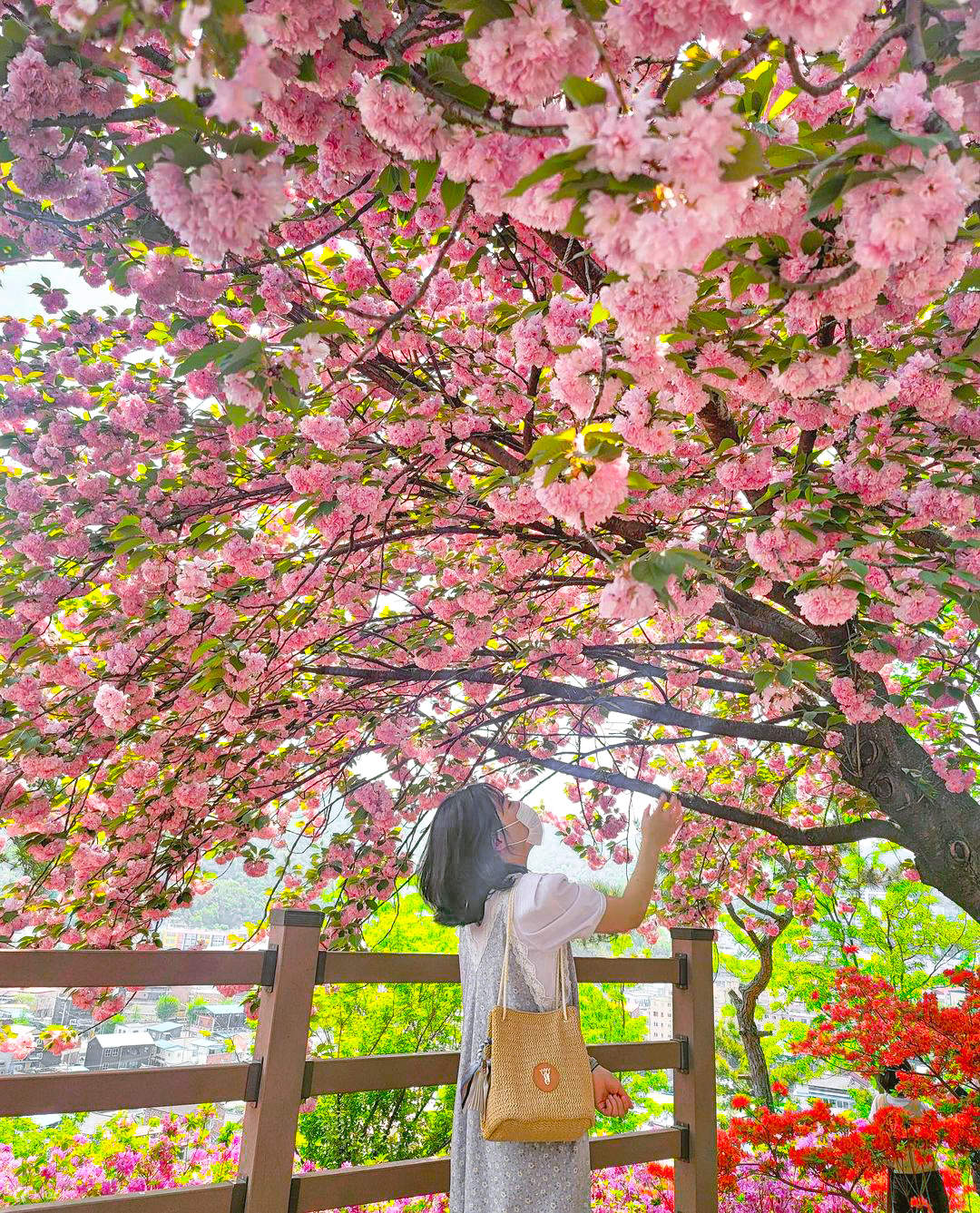 Pink King Cherry Blossom Tour from Seoul - Klook