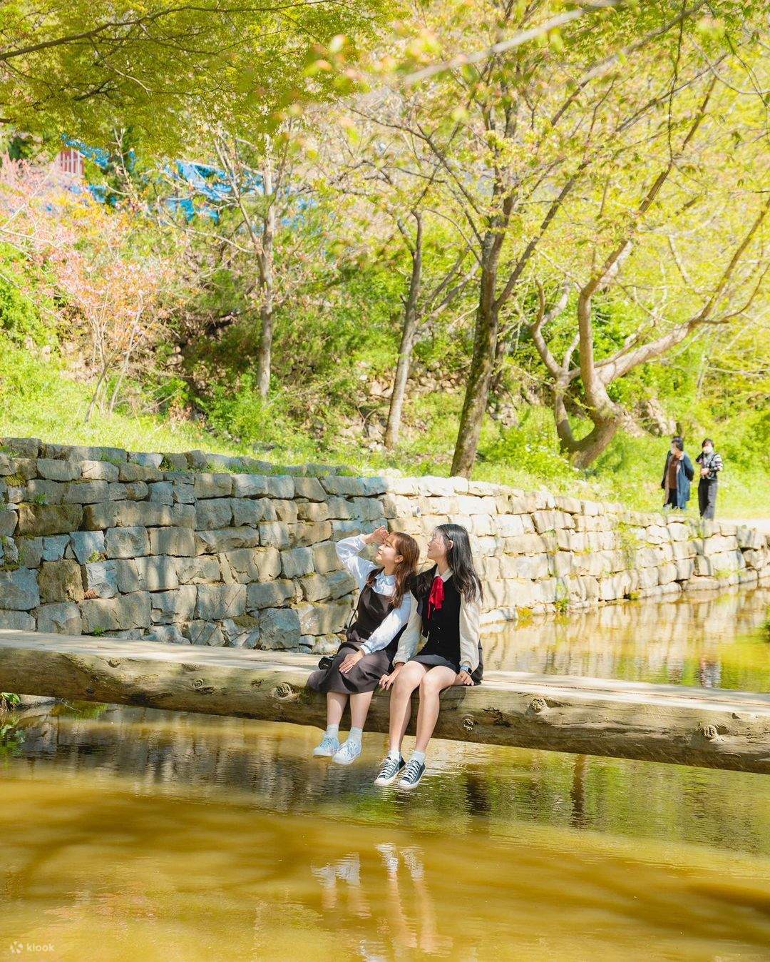 Pink King Cherry Blossom Tour from Seoul - Klook