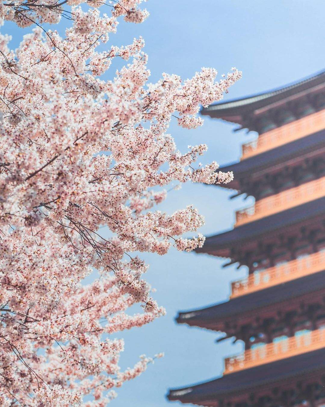 Cherry Blossom Hunting tour from Busan - Klook Australia