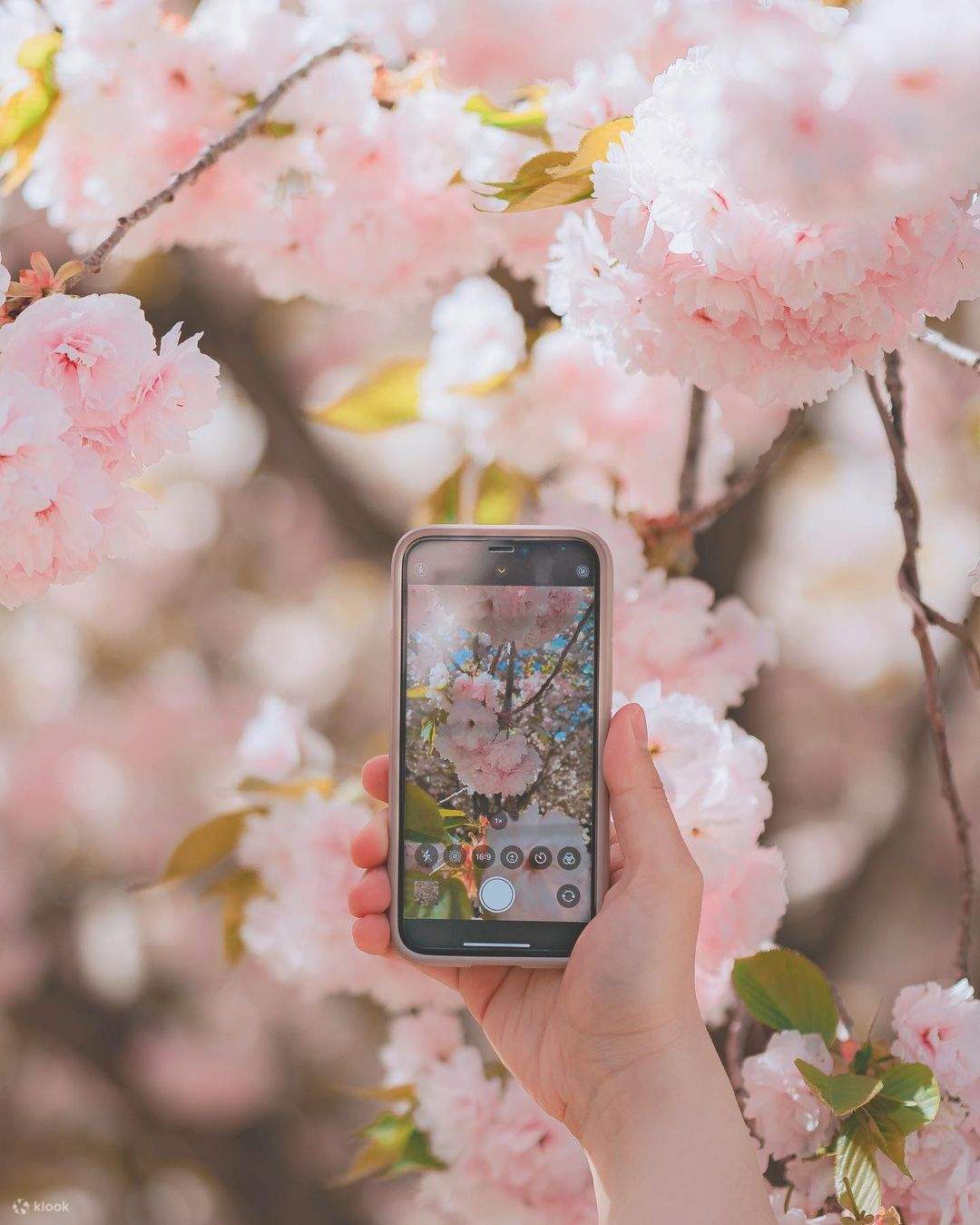 Cherry Blossom Hunting Tour from Seoul - Klook United States