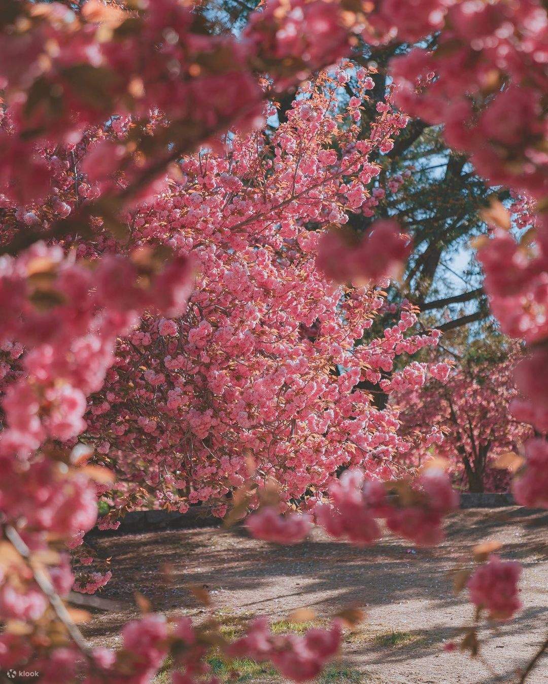 Pink King Cherry Blossom Tour from Seoul - Klook United Kingdom