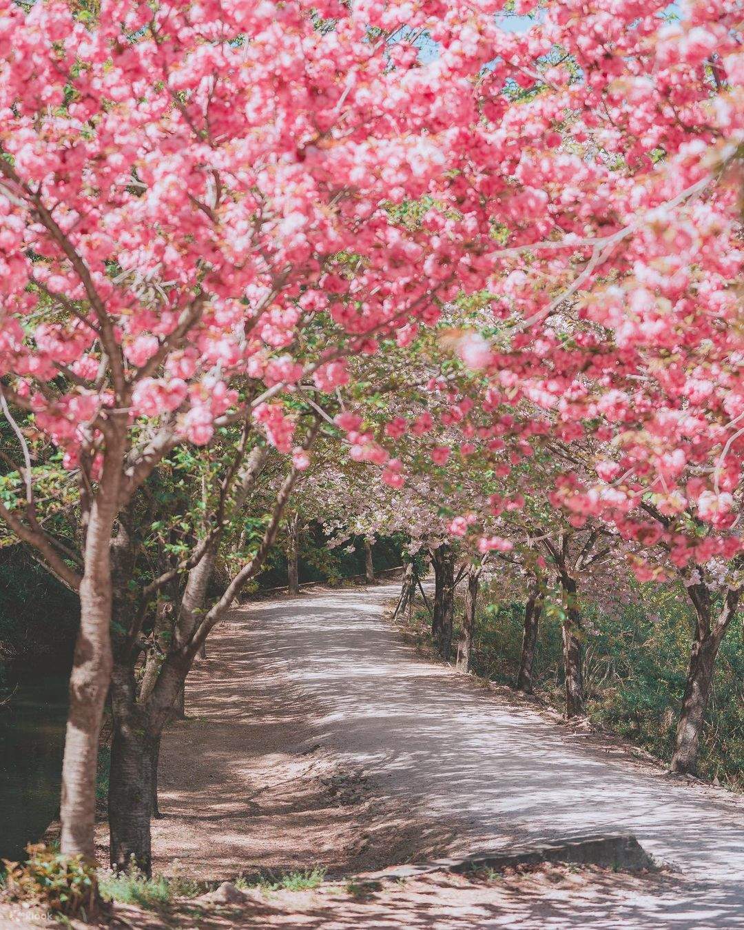 Cherry Blossom Hunting tour from Busan - Klook