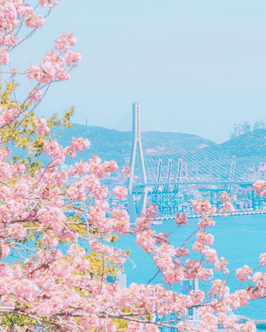 Cherry Blossom Hunting tour from Busan - Klook