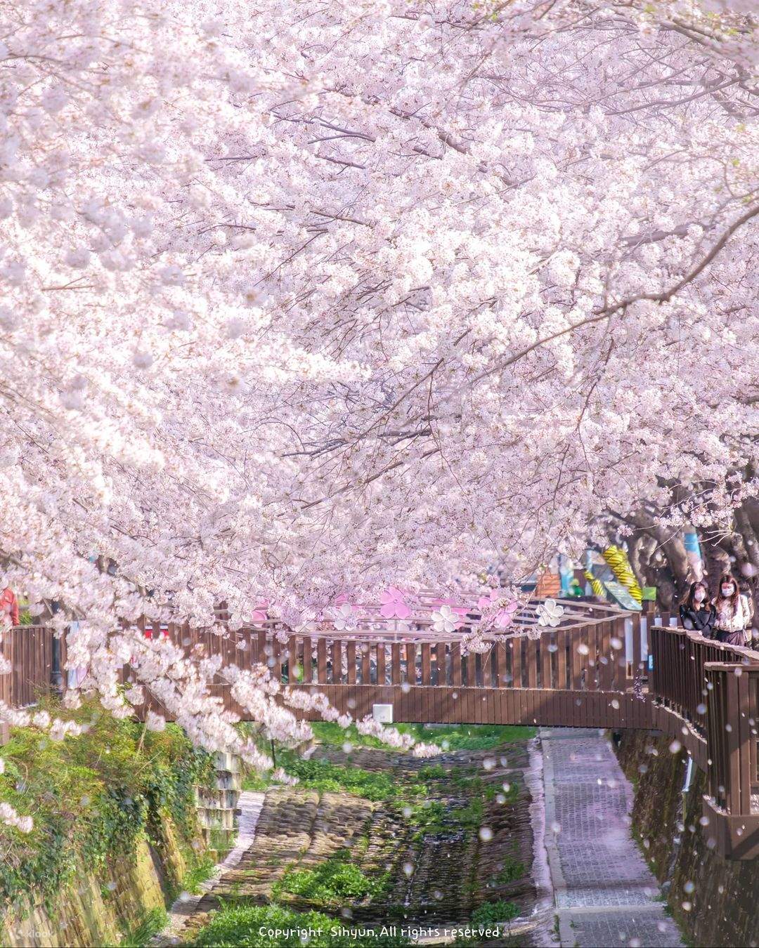 Jinhae Cherry Blossom Tour from Busan - Klook Philippines