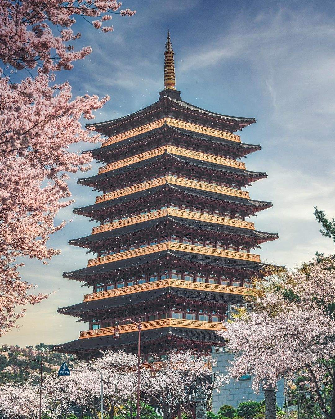 Cherry Blossom Hunting tour from Busan - Klook Philippines