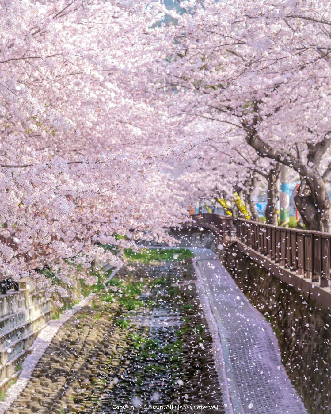 Jinhae Cherry Blossom Tour from Busan - Klook Philippines