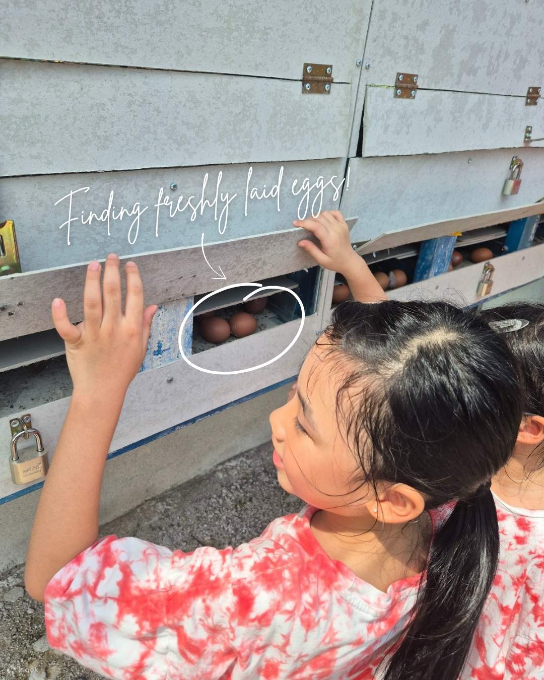Các Tour Gentle Farms ở Johor Bahru - Klook Việt Nam