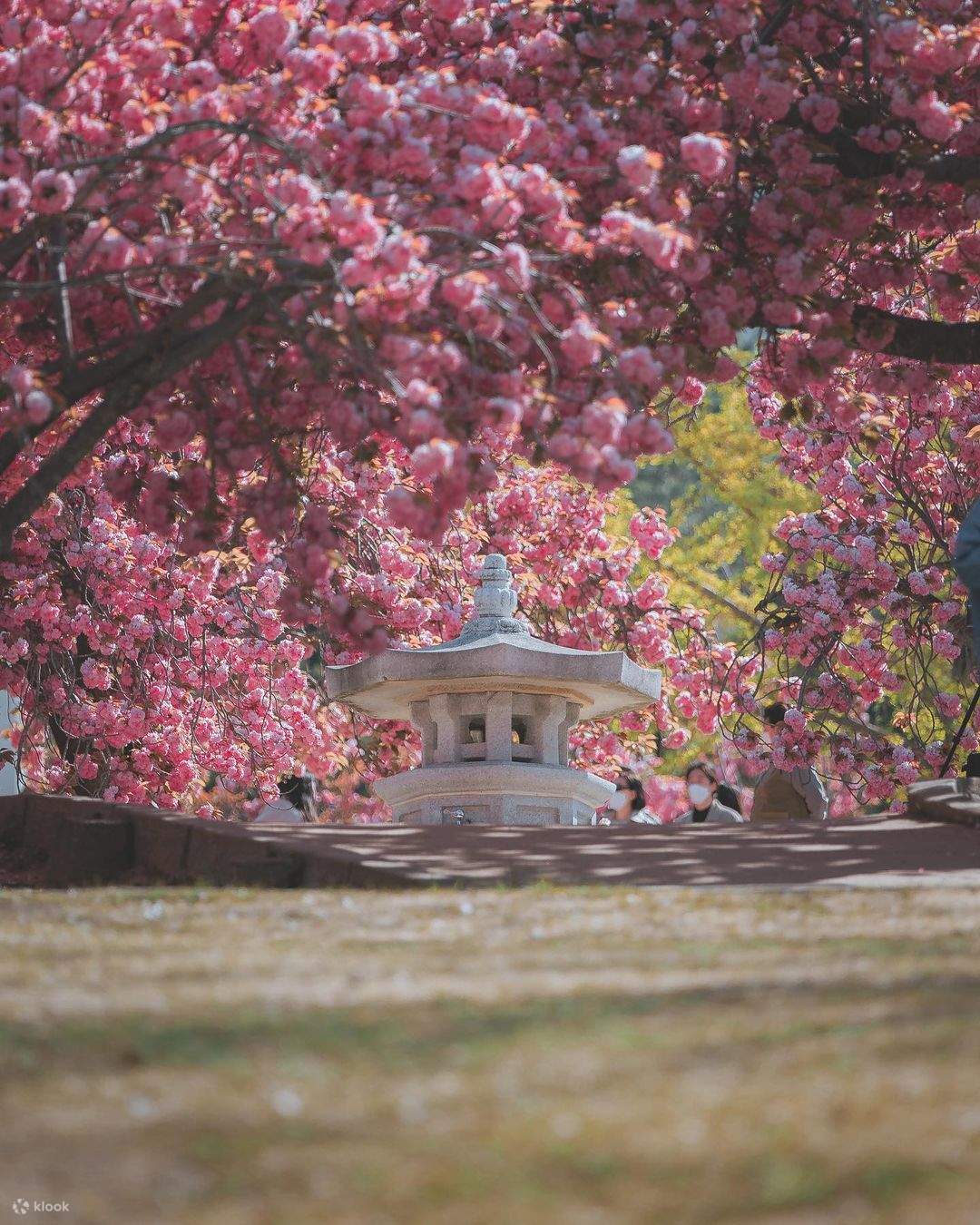 Cherry Blossom Hunting tour from Busan - Klook Philippines