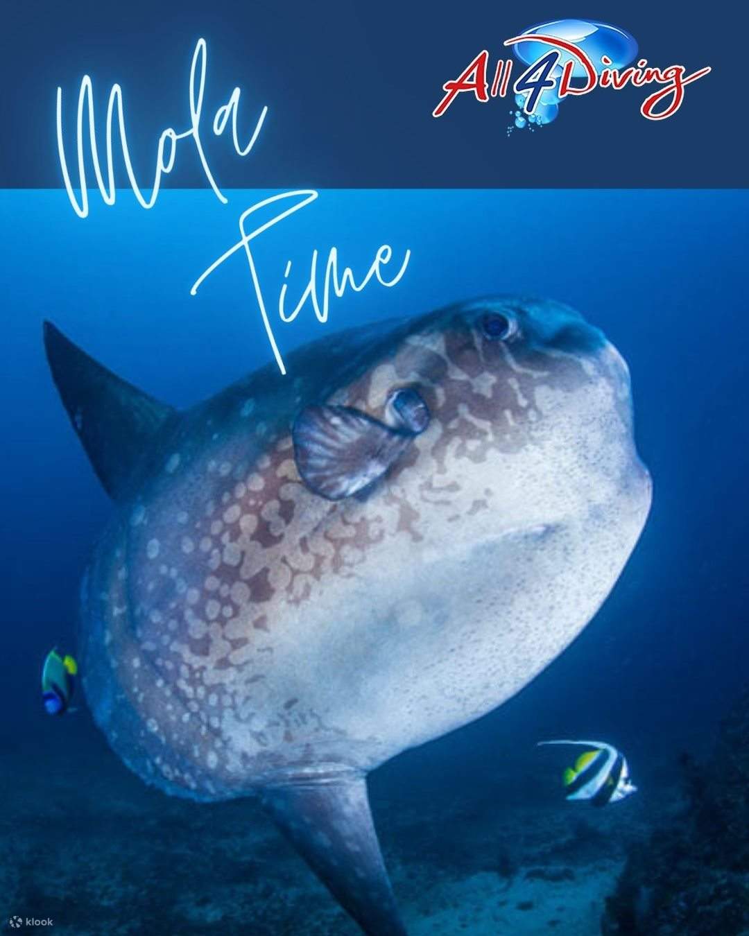 Explore the Depths: 3 Dives Nusa Penida Full-Day Dive Trip with PADI 5 ...