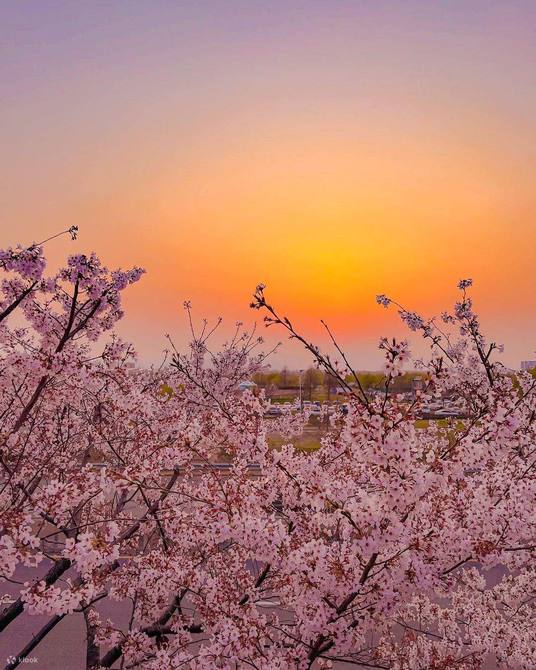 Cherry Blossom Hunting tour from Busan - Klook Hong Kong