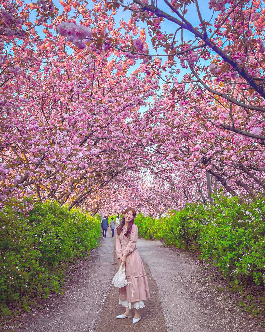 Pink King Cherry Blossom Tour from Seoul - Klook Indonesia