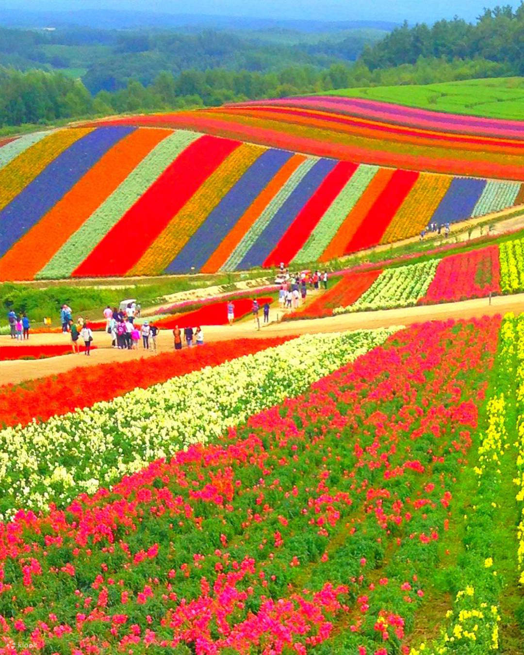 홋카이도 여름 인터넷 연예인 체크인 패치워크 로드 세븐스타 트리 And 시키사이노오카 And 초록연못 And 시라스 폭포 And 도미타 농장 And 엘프 테라스 1일 투어 클룩