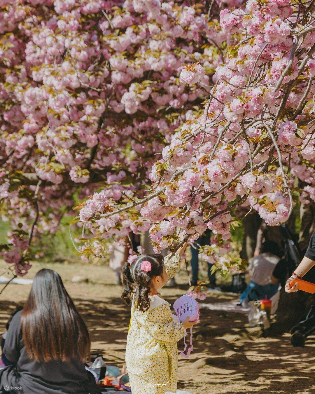 Tur Berburu Bunga Sakura dari Busan - Klook Indonesia