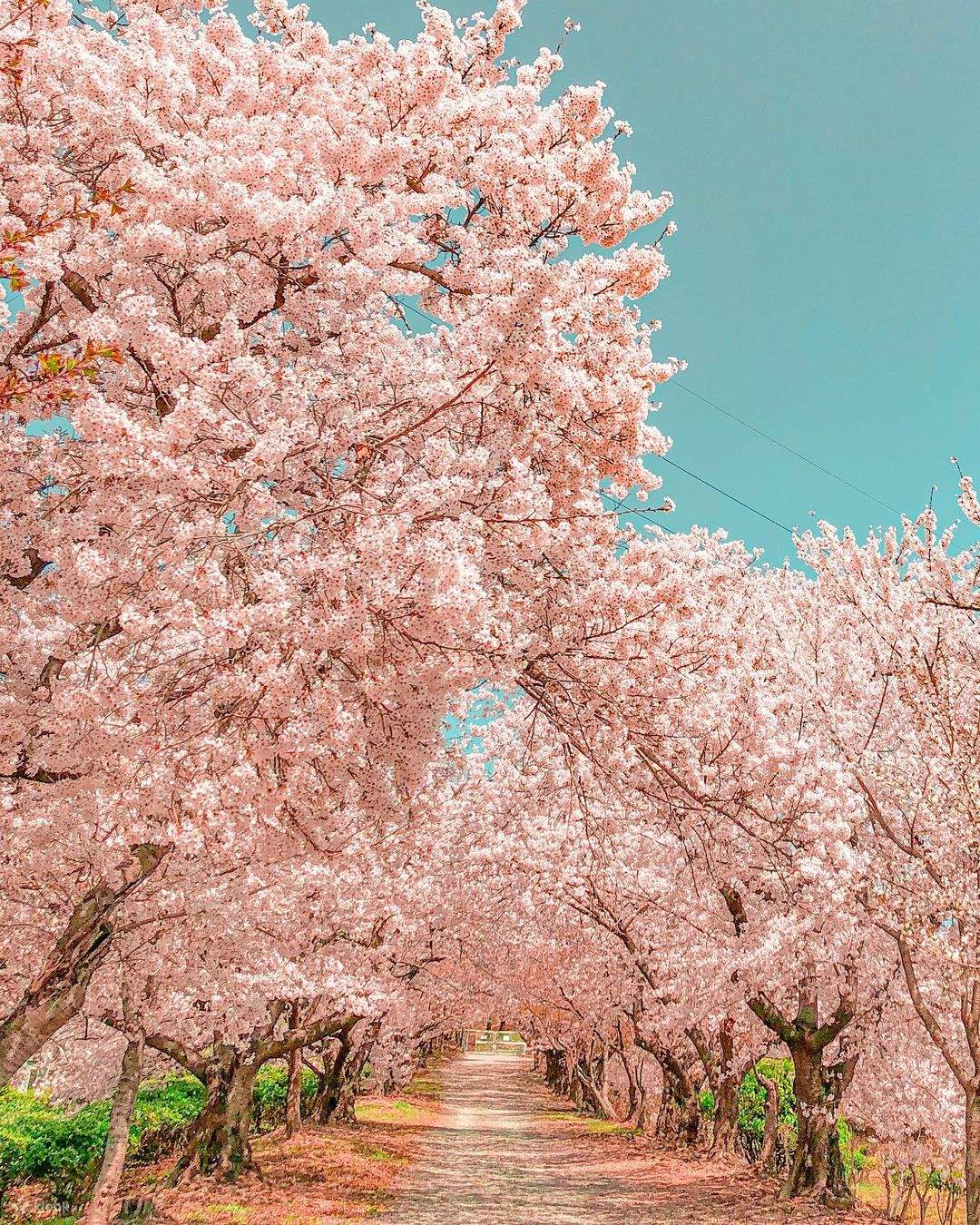 Cherry Blossom Hunting tour from Busan - Klook 客路
