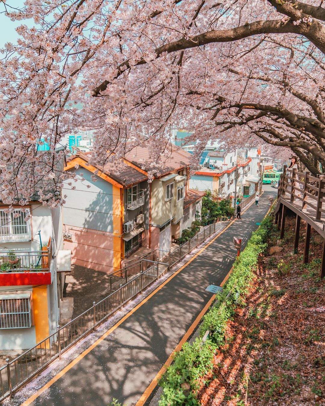Cherry Blossom Hunting tour from Busan - Klook Hong Kong
