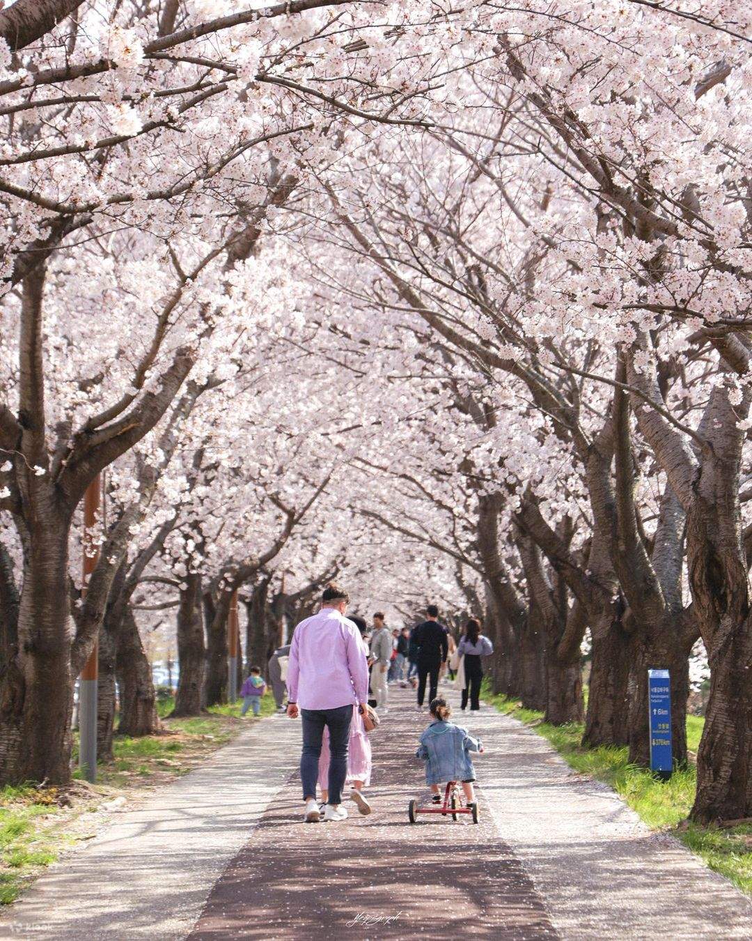 Cherry Blossom Hunting tour from Busan - Klook Philippines
