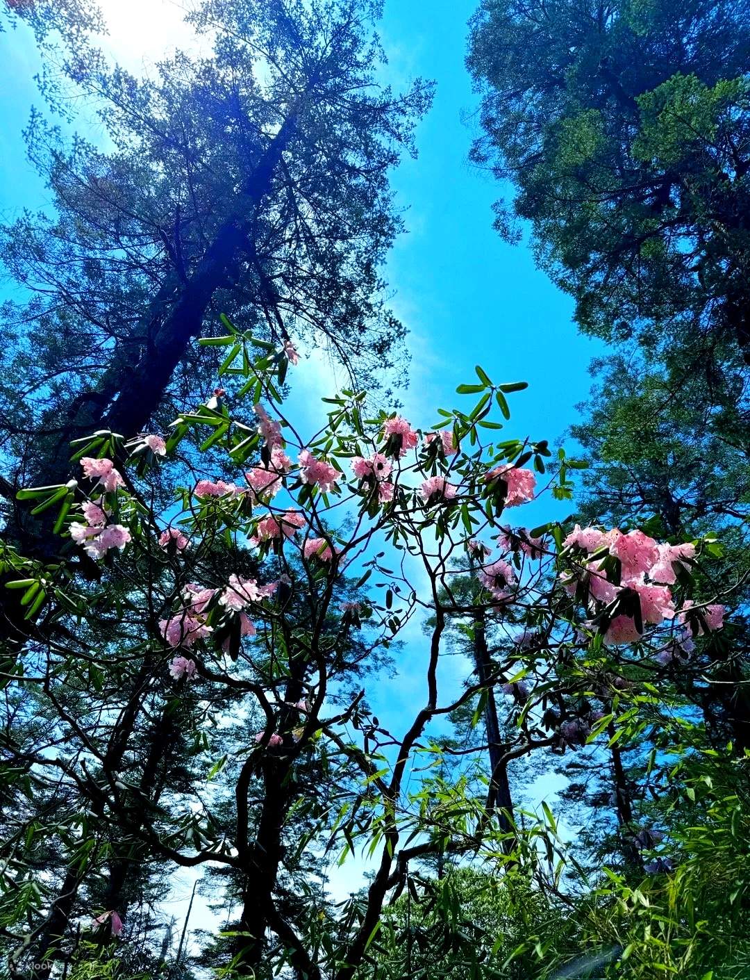 成都瓦屋山风景区门票 - Klook客路