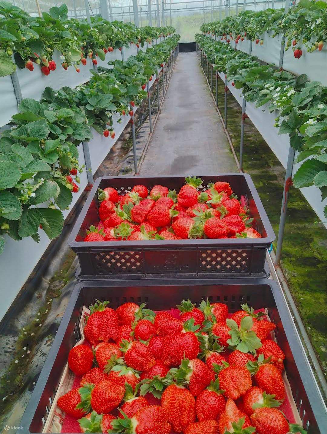 Miaoli: experiencia de recolección de fresas en la granja Jixuan ...