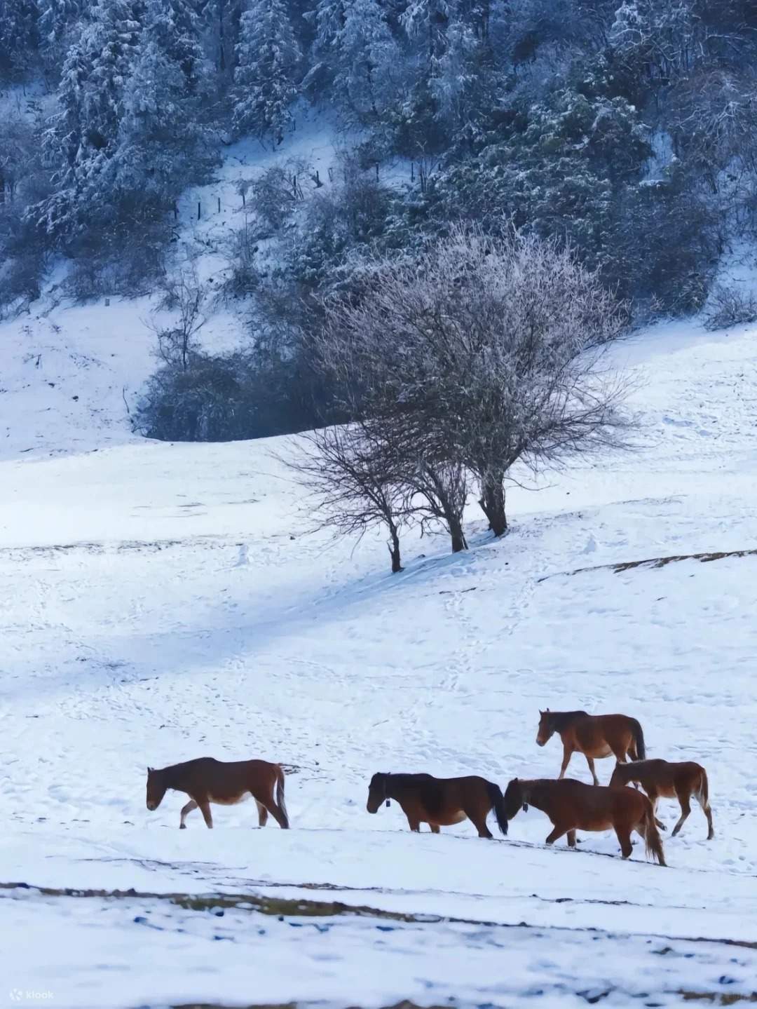 One-Day Tour of Chongqing Wulong TianSheng Three Bridges + Longshui ...