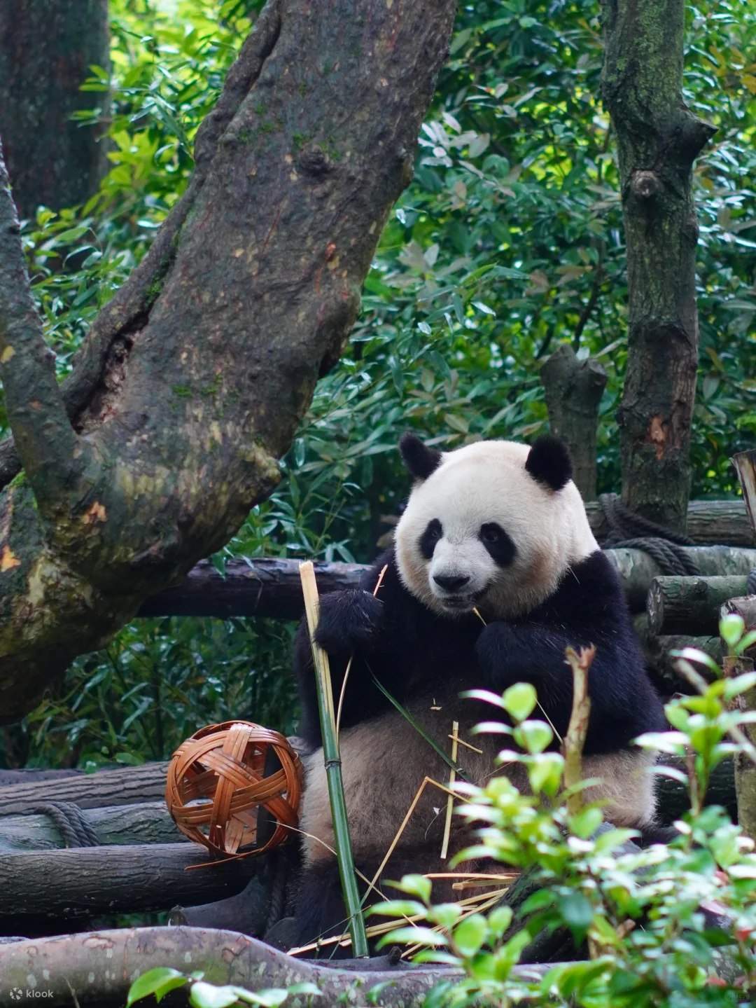 Sichuan Chengdu Qingcheng Mountain + Dujiangyan Panda Valley One-day ...