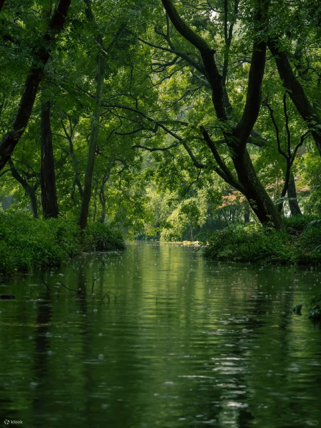 Hangzhou + Xixi National Wetland Park Half Day Tour - Klook Estados Unidos