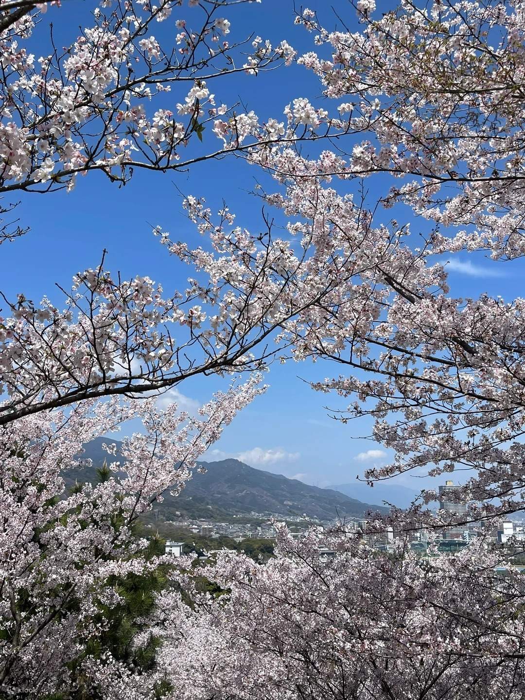 Limited Cherry Blossom Season - A Day Trip to Miho Museum & Mii-dera ...